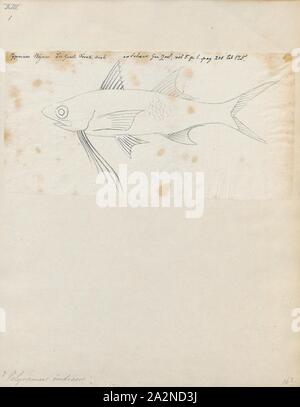 Polynemus indicus, Print, 1700-1880 Stock Photo - Alamy