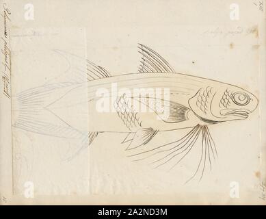 Polynemus plebeius, Print, 1700-1880 Stock Photo - Alamy