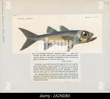Bluefish (Pomatomus saltatrix Stock Photo - Alamy