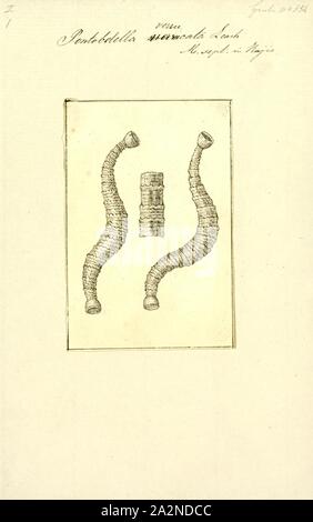 Pontobdella verrucata, Print Stock Photo - Alamy