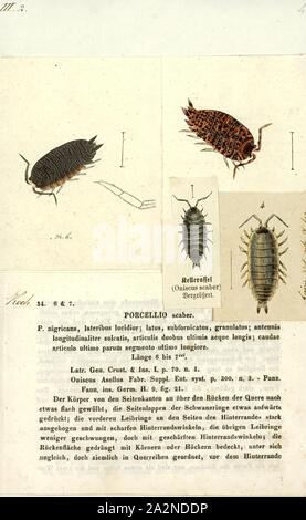 Rough woodlouse (Porcellio scaber) on house wall, woodlouse Stock Photo ...