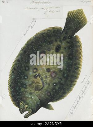 Pseudorhombus russellii, Print, Pseudorhombus is a genus of large-tooth ...