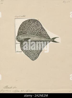 Pteraclis velifer, Print, Pteraclis is a genus of fish in the family ...