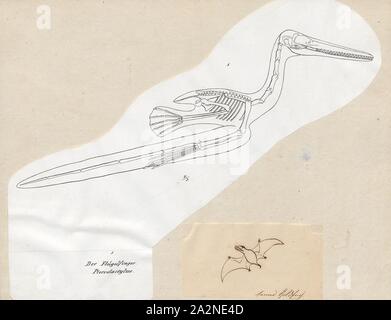 Pterodactylus, genus of pterosaur, whose members are popularly known as ...