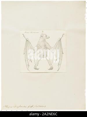 Bats of the genus Pteropus are among the largest bats in the world ...