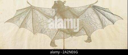 Christmas Island Flying-fox (Pteropus natalis) adult female hanging ...