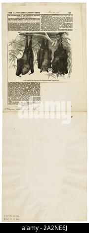 Pteropus edulis, Print, The black-eared flying fox, species Pteropus ...