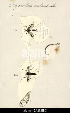 Phantom Crane Flies (Ptychopteridae Stock Photo - Alamy