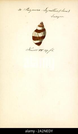 Dog whelk / Atlantic dogwinkle (Nucella lapillus) shell on beach ...