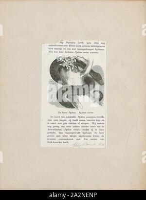 Sumatran short-tailed python, Sumatra-Kurzschwanzpython, Python curtus ...