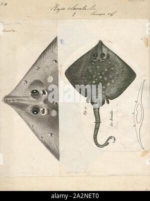 Raja clavata, Print, The thornback ray (Raja clavata), or thornback ...