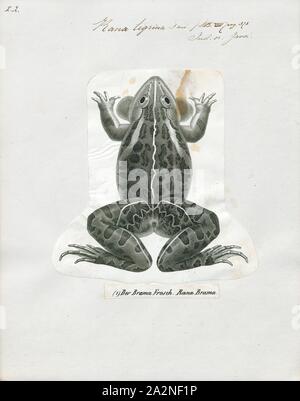 Indus Valley Bullfrog (Hoplobatrachus tigerinus), Keoladeo Ghana ...