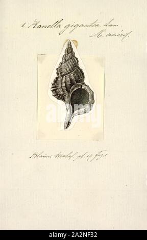 Ranella gigantea, Print, Ranella olearium, common name the wandering ...