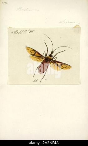 Reduvius, Print, Reduvius is a large genus of reduviids or assassin ...