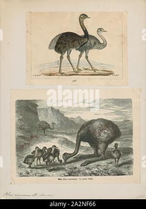 Greater Rhea. Species: americana,Genus: Rhea,Family: Rheidae,Order ...