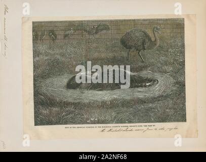 Greater Rhea. Species: americana,Genus: Rhea,Family: Rheidae,Order ...