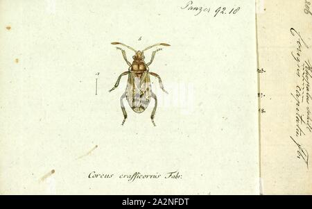 Scentless Plant Bugs (Rhopalidae Stock Photo - Alamy