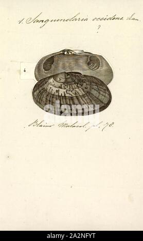 Sanguinolaria occidens, Print, Sanguinolaria is a genus of saltwater ...