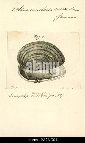 Sanguinolaria rosea, Print, Sanguinolaria is a genus of saltwater clams ...