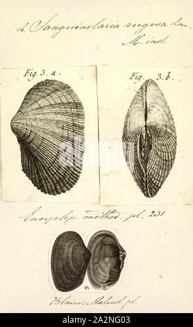 Sanguinolaria rugosa, Print, Sanguinolaria is a genus of saltwater ...