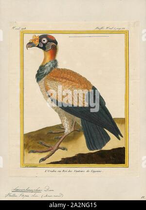Sarcoramphus papa, Print, The king vulture (Sarcoramphus papa) is a ...