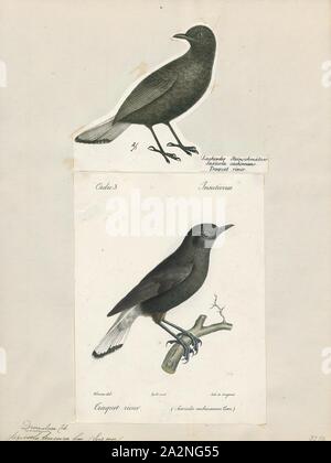 white-tailed stonechat (Saxicola leucurus, Saxicola leucura), Male ...