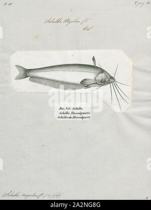 African Glass Catfish Stock Photo - Alamy