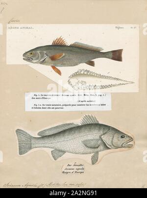 Sciaena aquila, Print, Sciaena is a genus of fish in the family ...