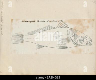 Sciaena aquila, Print, Sciaena is a genus of fish in the family ...