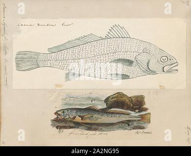 Sciaena aquila, Print, Sciaena is a genus of fish in the family ...