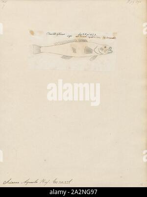 Sciaena aquila, Print, Sciaena is a genus of fish in the family ...