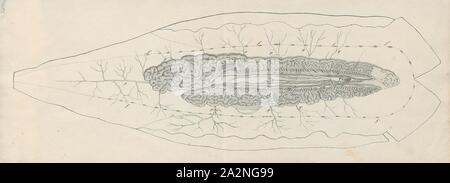 Sciaena aquila, Print, Sciaena is a genus of fish in the family ...
