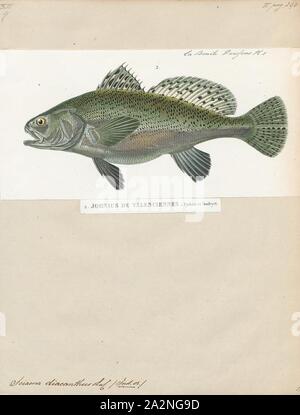 Sciaena diacanthus, Print, 1700-1880 Stock Photo - Alamy