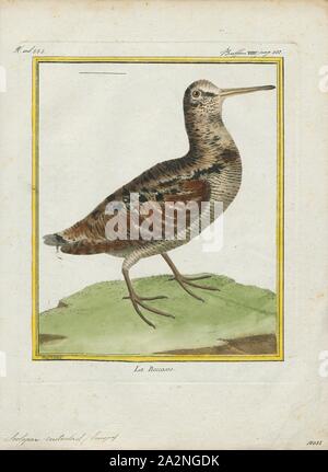 The Eurasian woodcock, Scolopax rusticola, is a medium-small wading ...