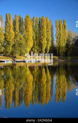 Vertical of yellow autumn trees reflecting on the surface of a lake on ...