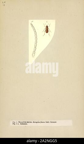 False Flower Beetles (Scraptiidae Stock Photo - Alamy