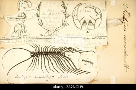Scutigera, Print, Scutigera is a centipede genus in the family ...