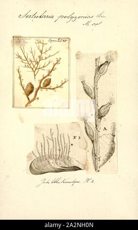 Sertularia polyzonias, Print, Sertularia is a genus of hydroids in the ...
