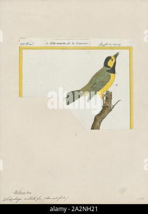Palm warbler in breeding plumage Stock Photo - Alamy