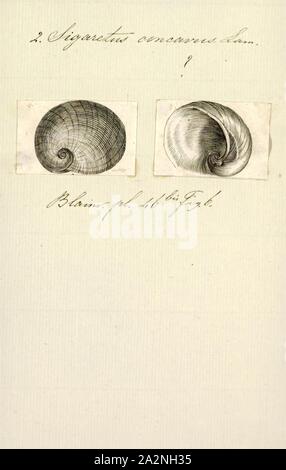Sigaretus concavus, Print, Sinum concavum, common name the concave ear moon snail, is a species ...