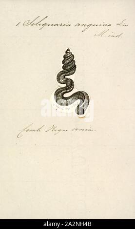 Siliquaria anguina, Print, Siliquaria, common name the slit worm snails ...