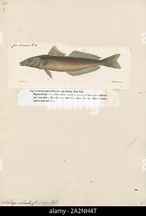 Sand whiting also known summer, yellowfin or blue-nose whiting (Sillago ...