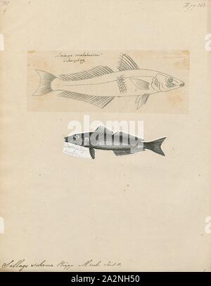 The northern whiting, Sillago sihama (also known as the silver whiting ...