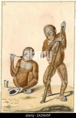 Simia satyrus, Print, Apes (Hominoidea) are a branch of Old World ...