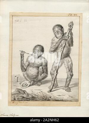 Simia satyrus, Print, Apes (Hominoidea) are a branch of Old World ...