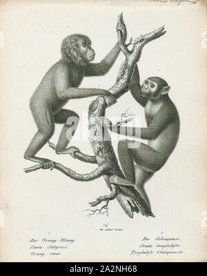 Simia satyrus, Print, Apes (Hominoidea) are a branch of Old World ...