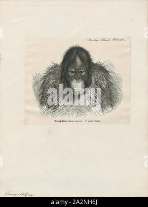 Simia satyrus, Print, Apes (Hominoidea) are a branch of Old World ...