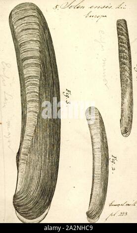 Ensis ensis, Pharidae Stock Photo - Alamy