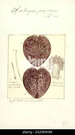 Spatangus purpureus, Print, Spatangus is a genus of heart urchins in ...