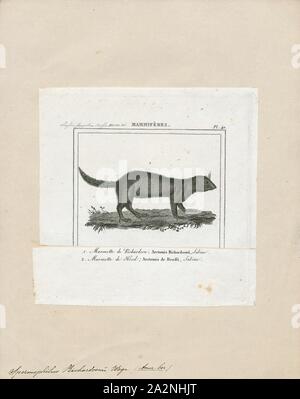 Richardson's Ground Squirrel Spermophilus richardsonii Stock Photo - Alamy